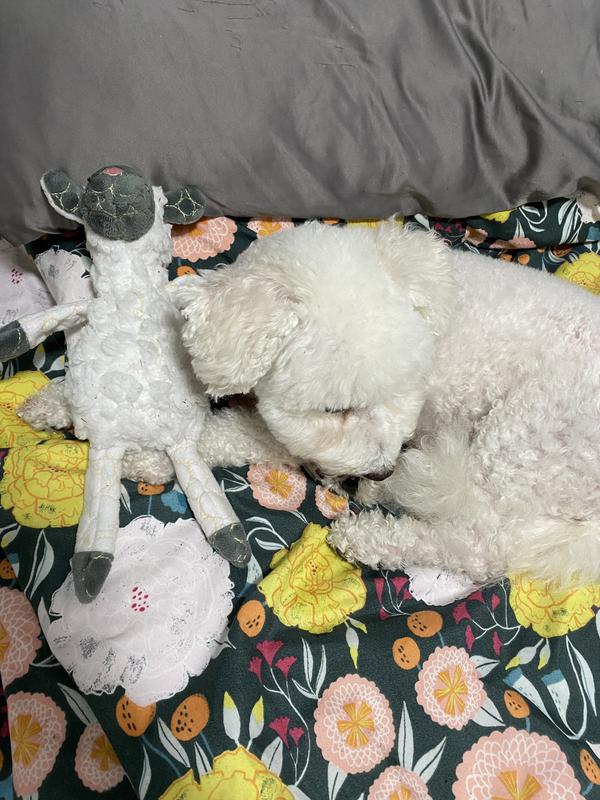 Leaps & Bounds Tough Sheep Dog Toy | Petco