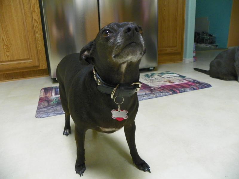 Quick-Tag Crystal Bone Personalized Engraved Pet ID Tag, Chrome w/Pink ...