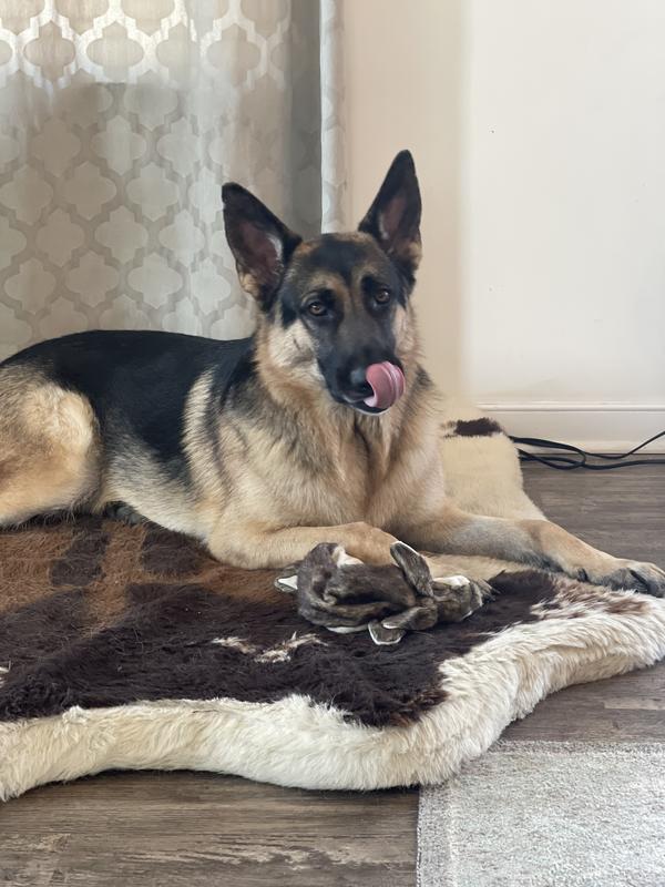 Leaps & Bounds Wildlife Rabbit Dog Toy, Small | Petco