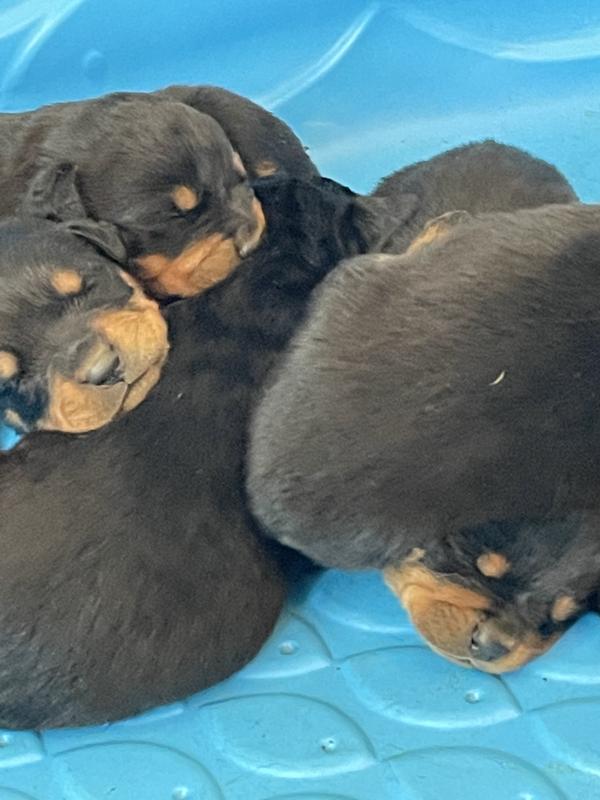 PetAg Esbilac 2nd Step Puppy Weaning Food, 14 oz. | Petco