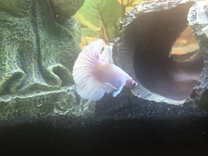 Pink Orchid Betta For Sale - Male | Petco