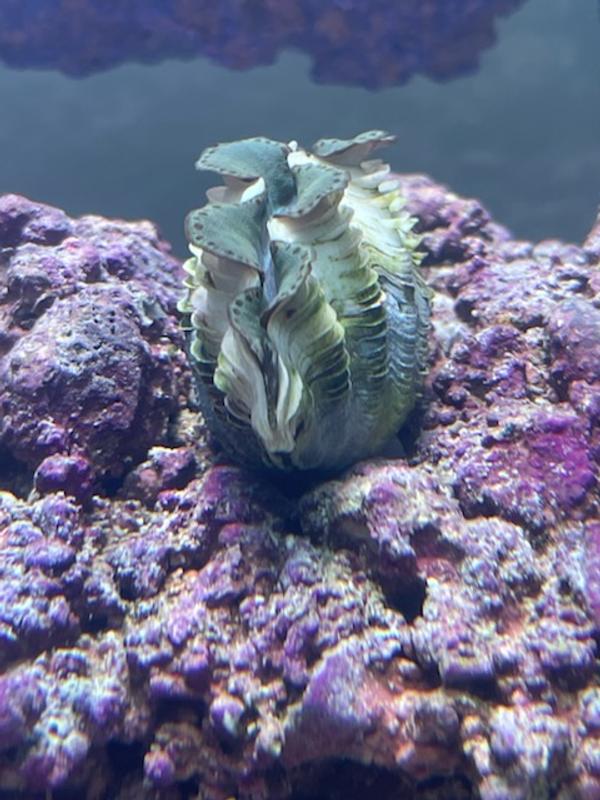 Ultra Blue Turquoise Maxima Clam For Sale | Petco