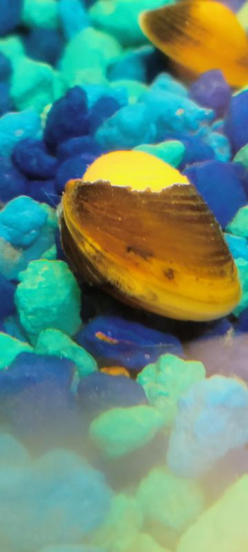 Yellow Mini Clams For Sale | Petco