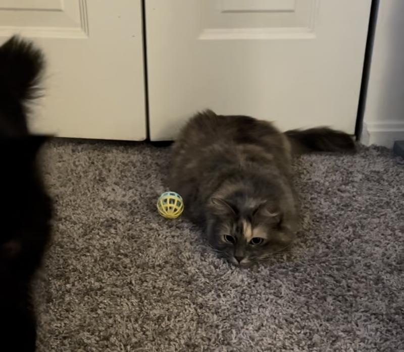 Leaps & Bounds Cage Sponge Ball Cat Toy, Pack of 4 | Petco