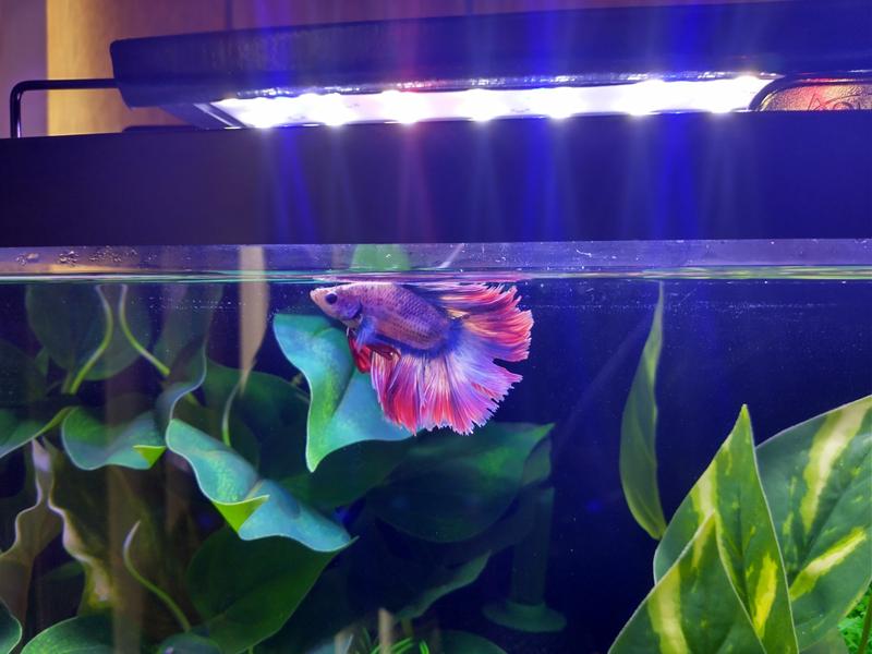 Imagitarium Male Stars & Stripes Betta Fish