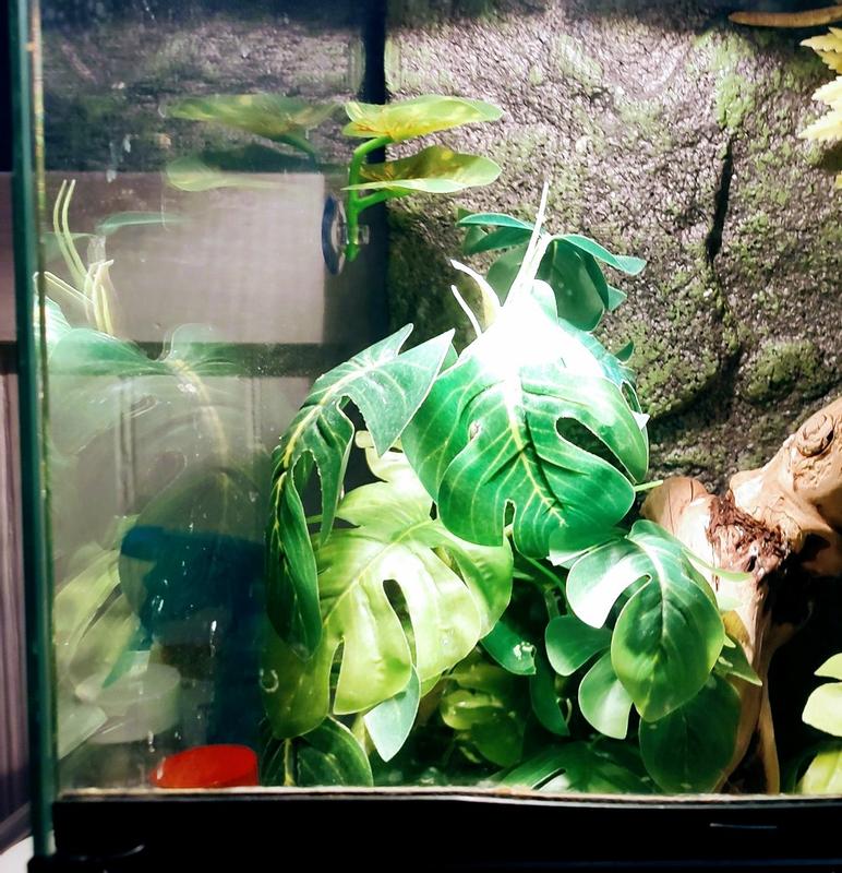 Imagitarium Double Leaf Betta Perch, Small | Petco