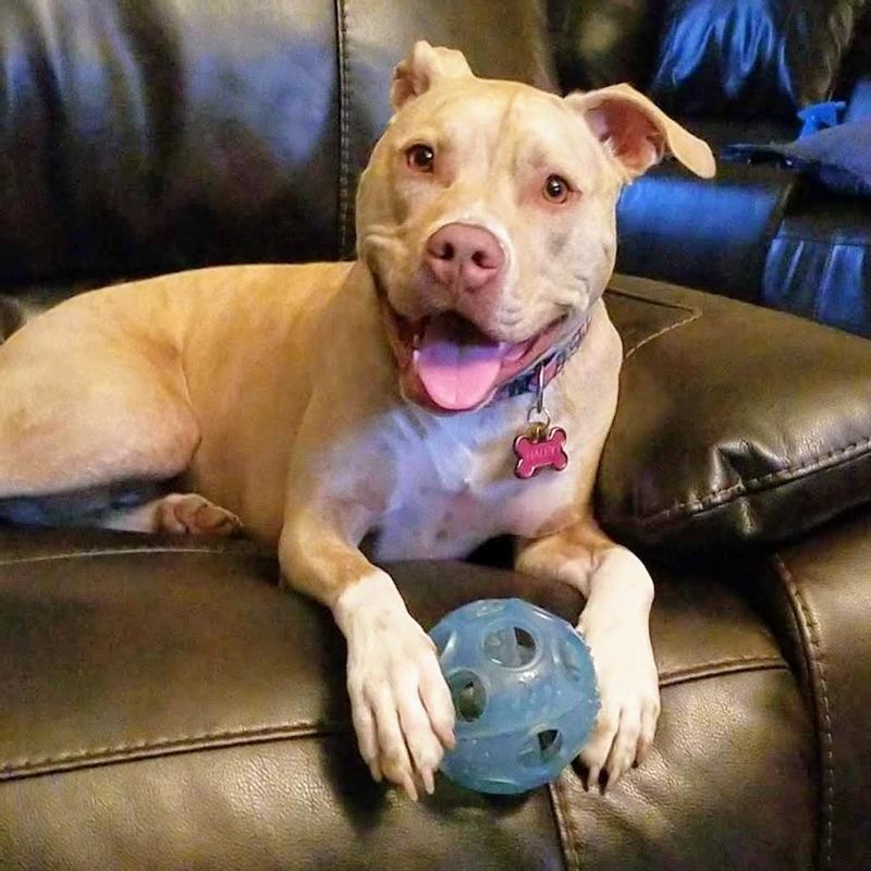 Leaps & Bounds Little Chews Treat Dispenser Ball Puppy Toy, Small | Petco