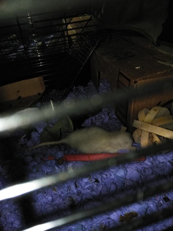 Rats For Sale | Live Pet Rats For Sale | Petco | Fancy Rats For Sale ...