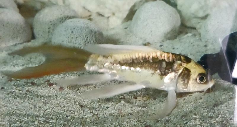 Mayan Butterfly Koi For Sale | Petco