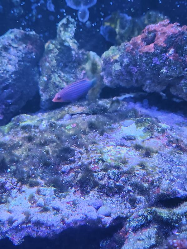 Six Line Wrasse For Sale | Petco