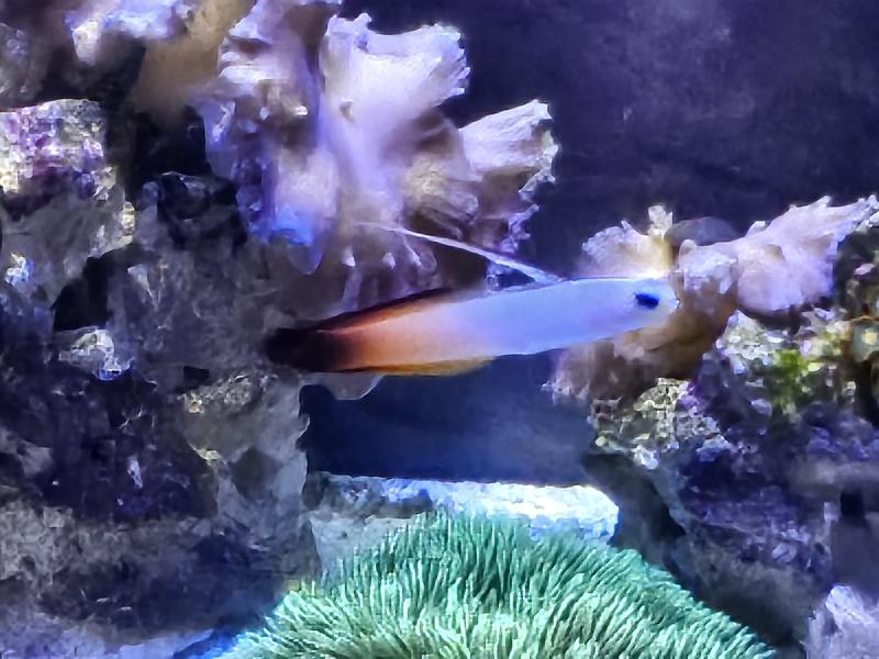 Firefish For Sale | Petco