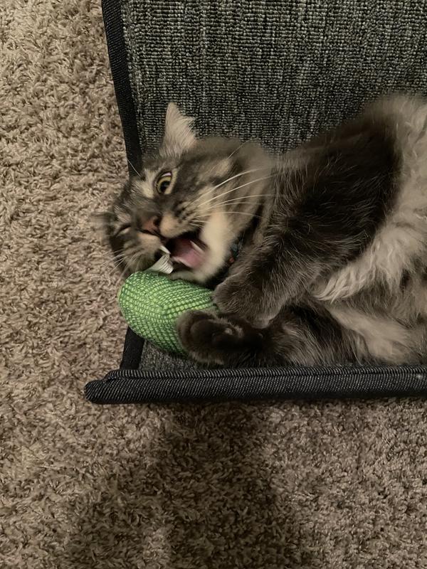 Catstages Crunchy Pickle Kicker Dental Catnip Cat Toy, Medium | Petco