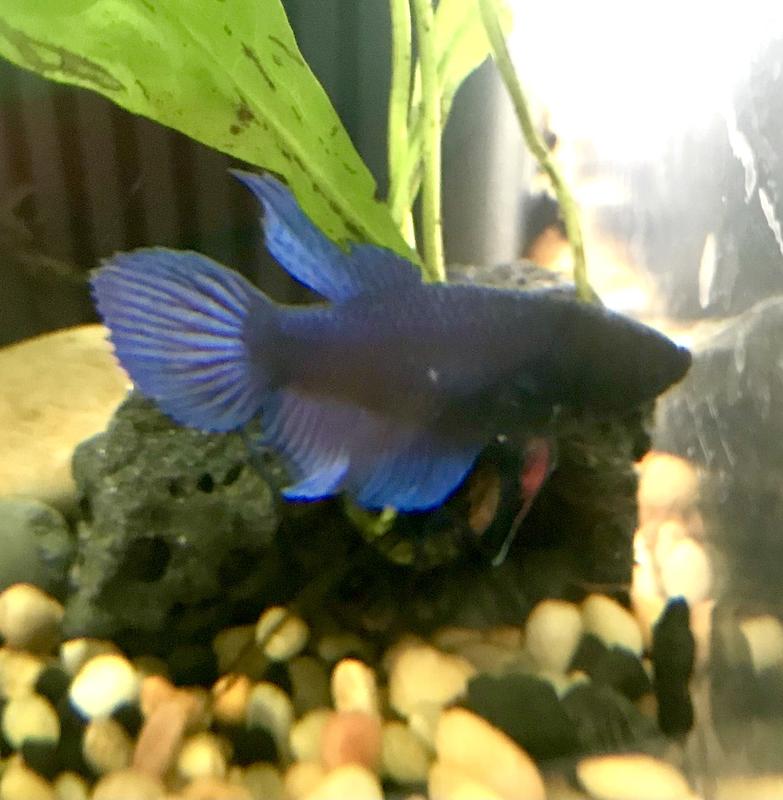 Imagitarium Female Blue Veiltail Betta for Freshwater Tanks