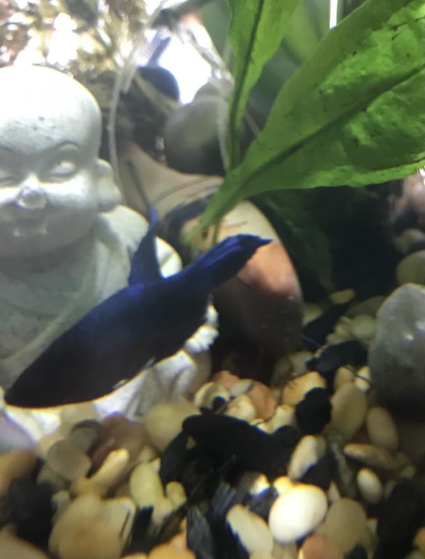 Imagitarium Female Blue Veiltail Betta for Freshwater Tanks