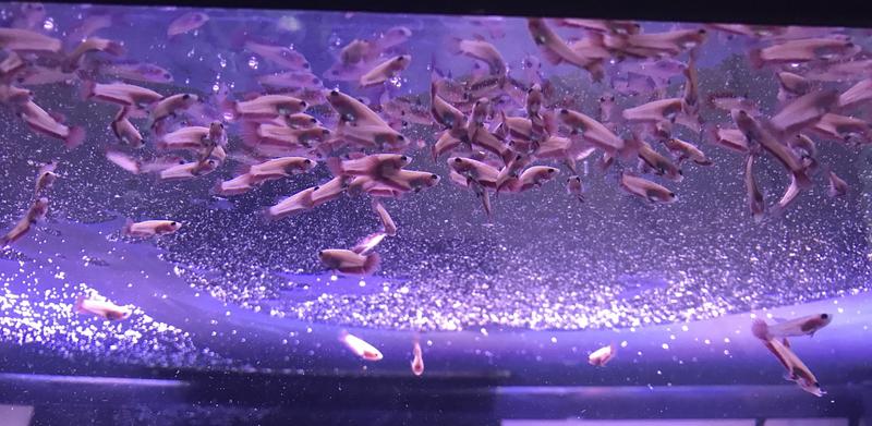 Red Female Veiltail Betta Fish for Sale: Order Online | Petco