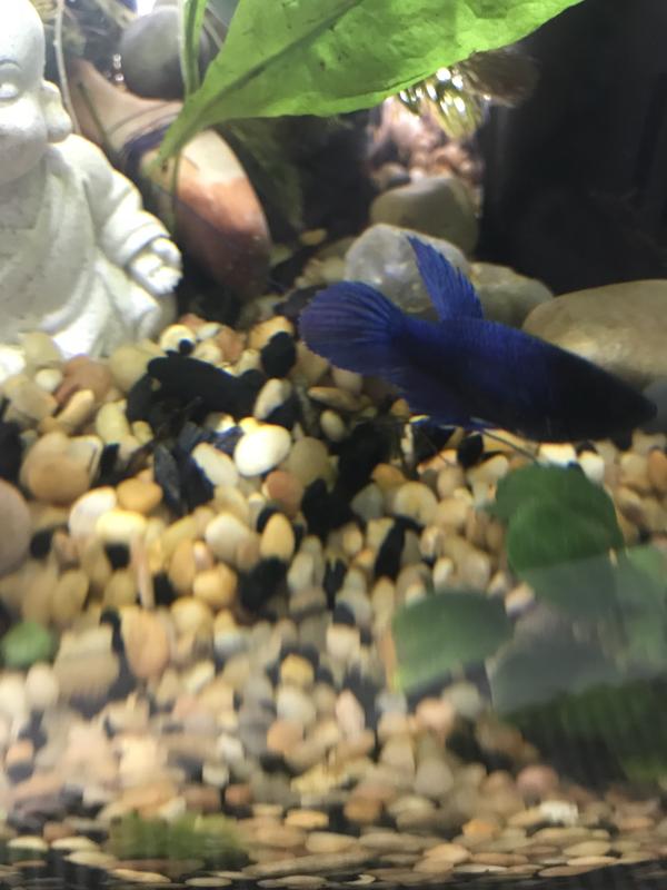 Imagitarium Female Blue Veiltail Betta for Freshwater Tanks