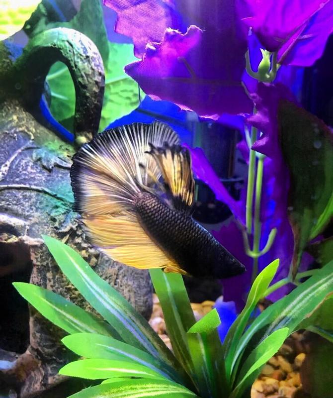Imagitarium Male Bumblebee Betta Fish for Freshwater Tanks