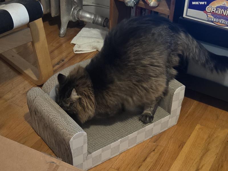 EveryYay Couch Cardboard Scratch for Cats, Plaid, 9" H | Petco