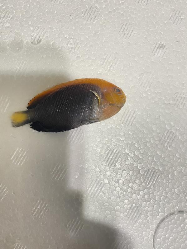 Flameback Angelfish: Colorful & Compact Marine Fish