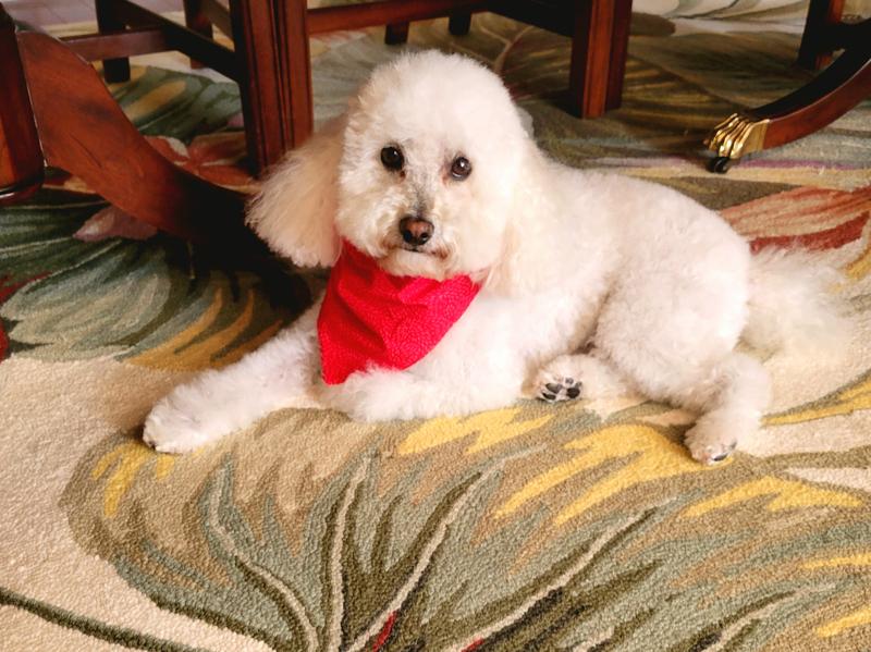 Quick-Tag Bone Personalized Engraved Pet ID Tag, Chrome, Small | Petco