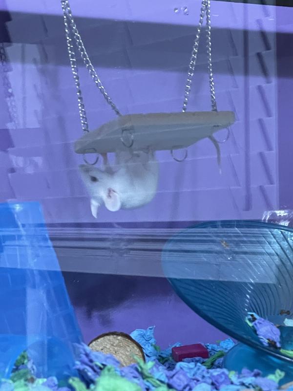 Mice for Sale | Mus musculus | Petco