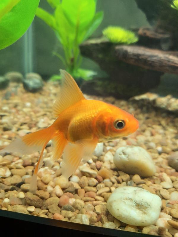 Red Ryukin Goldfish for Sale: Order Online | Petco