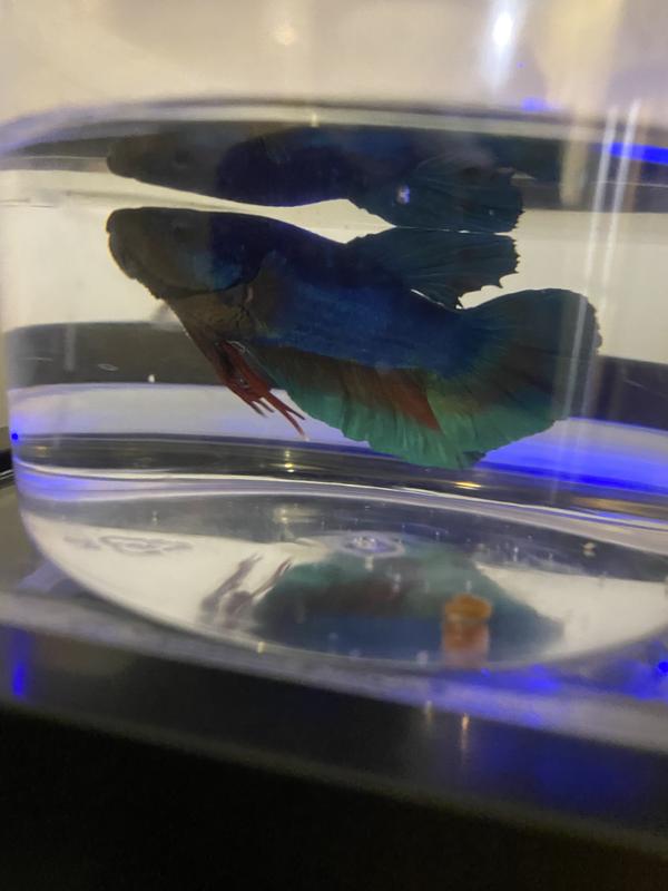 Imagitarium Male Halfmoon King Betta Fish for Freshwater Tanks