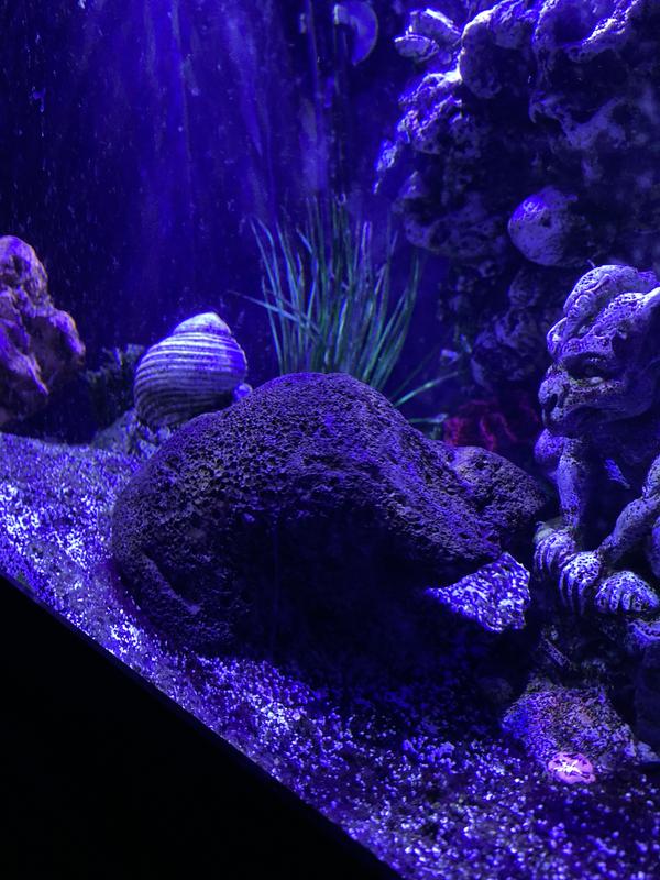 Imagitarium Aquatic Black Lava Rock, Small | Petco