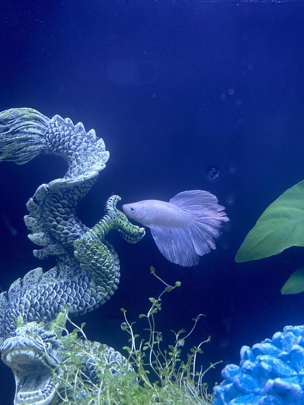 Imagitarium Male White Opal Betta Fish for Freshwater Tanks