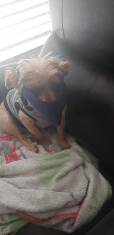 Petco Treat Bar Duplex Sandwich Creme Dog Cookies, 16.5 lbs. | Petco