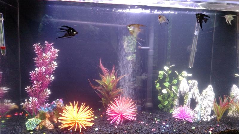 Tetra Color Plus Tropical Flakes Fish Food, 7.06 oz. | Petco