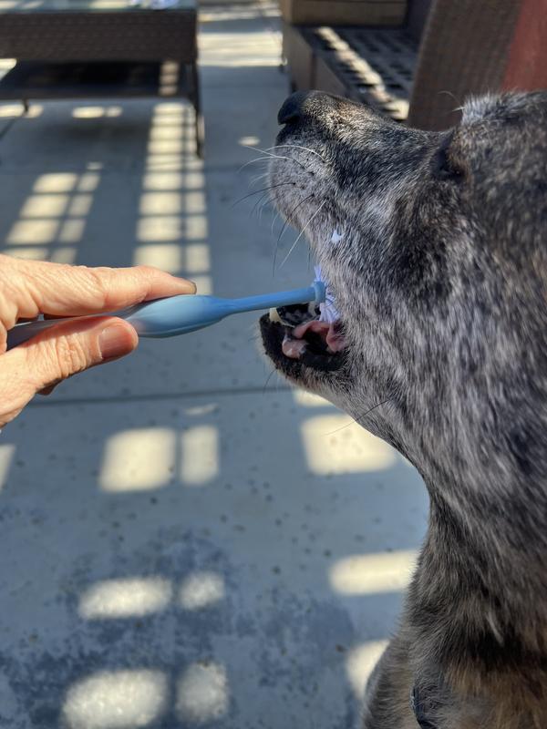 Well & Good 360-Degree Dental Toothbrush for Dogs | Petco