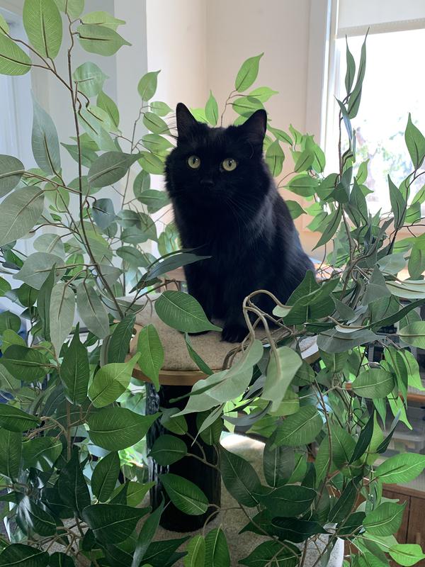 On2Pets Seasons Square Cat Tree, Plum, 60" H | Petco