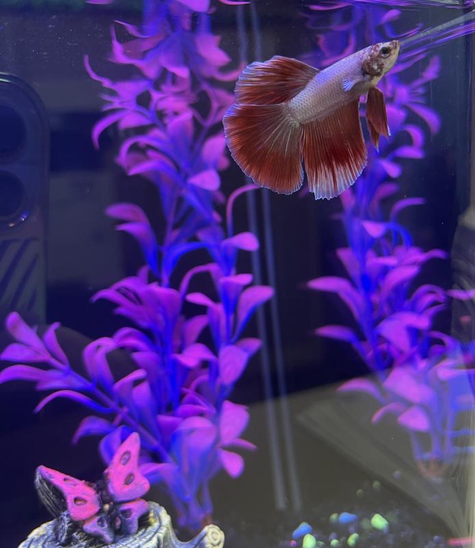 Pink Orchid Betta For Sale - Male | Petco