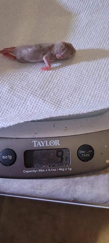 Frozen Pup Rat, Count of 10 | Petco