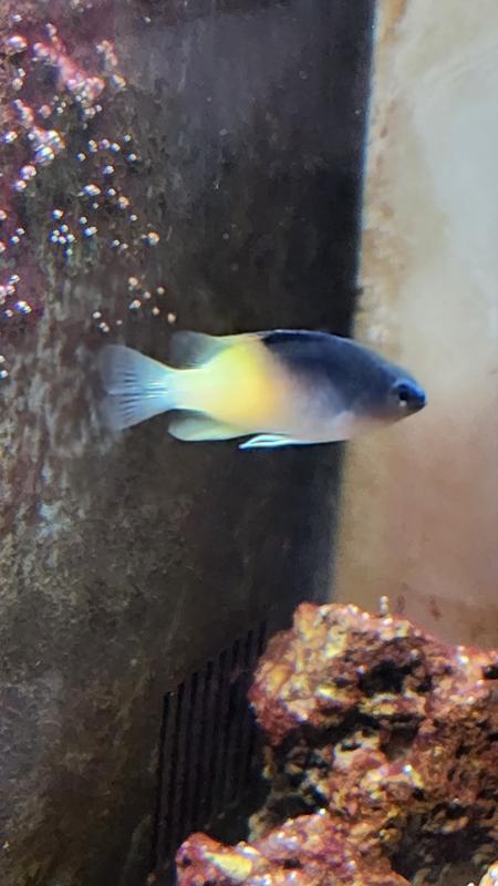 Blue Devil Damsel For Sale - 24 Pack | Petco
