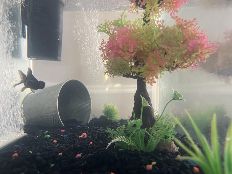 Petco Black Butterfly Goldfish for Freshwater Tanks
