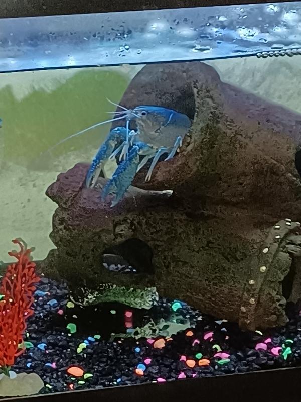 GloFish Black Multi-Color Lagoon Aquarium Gravel, 5 lbs. | Petco