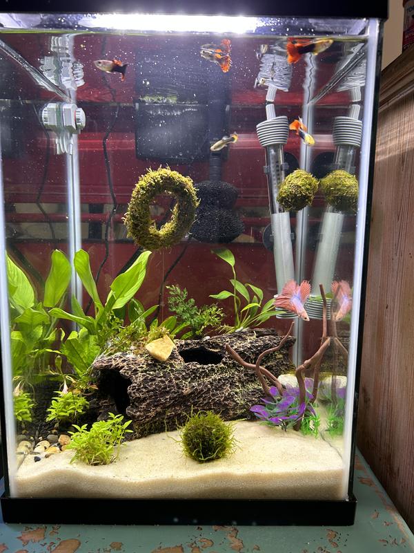 Floating Moss Ball For Sale | Petco
