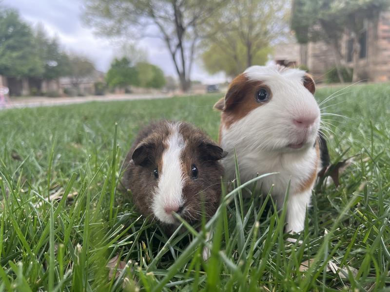 Guinea Pigs for Sale: Buy Live Guinea Pigs for Sale | Petco