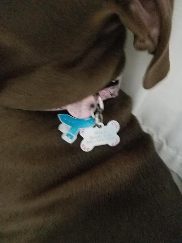 Quick-Tag Crystal Bone Personalized Engraved Pet ID Tag, Chrome w/Pink ...