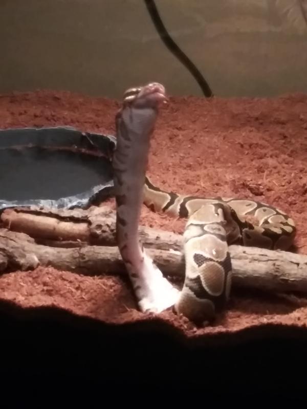 Frozen Fuzzy Rat, Count of 10 | Petco