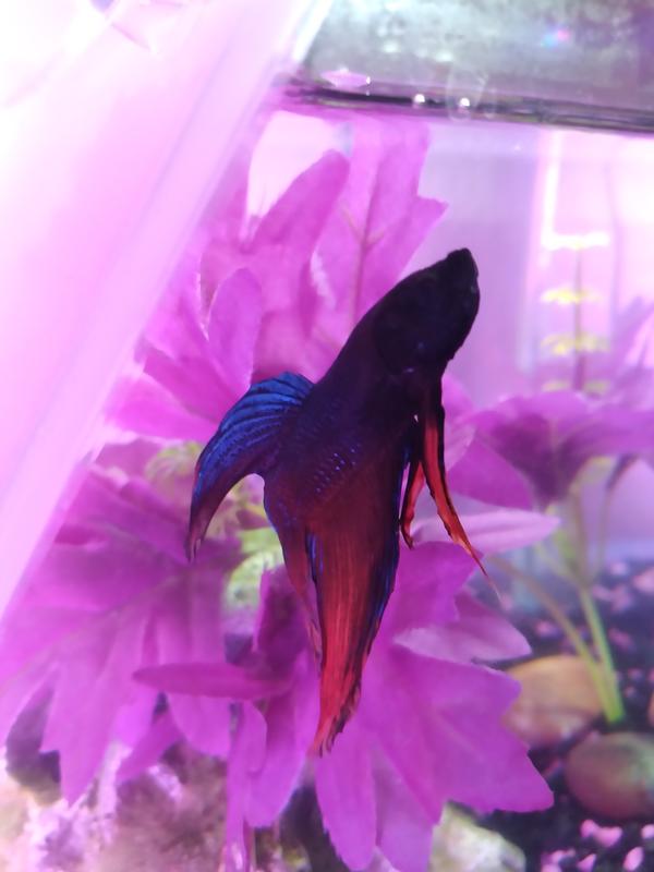 Blue Male Veiltail Betta for Sale: Order Online | Petco