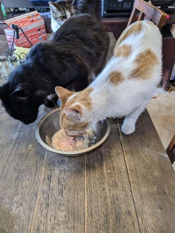 WholeHearted Grain Free Best Sellers Flakes Wet Cat Food Variety Pack ...