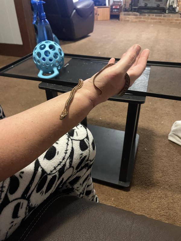 Frozen Pinkie Mouse, Large, Count of 50 | Petco