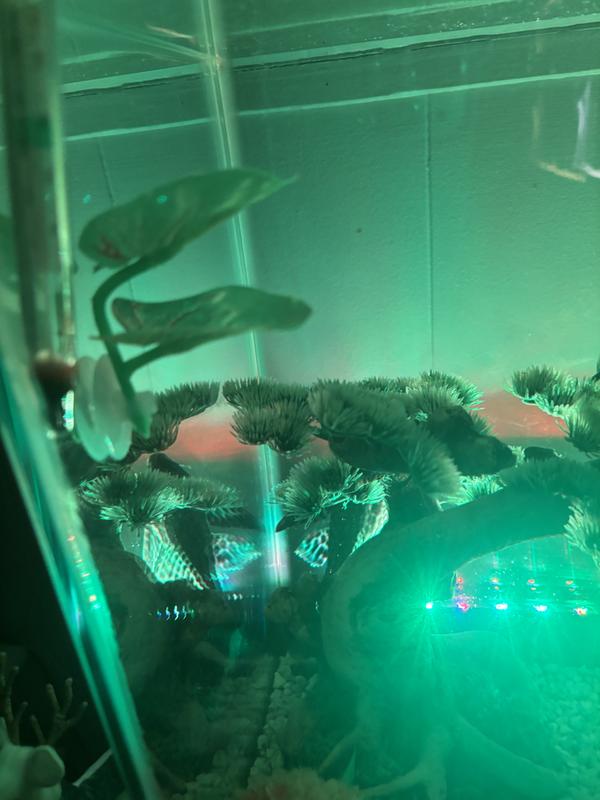 Imagitarium Double Leaf Betta Perch, Small | Petco