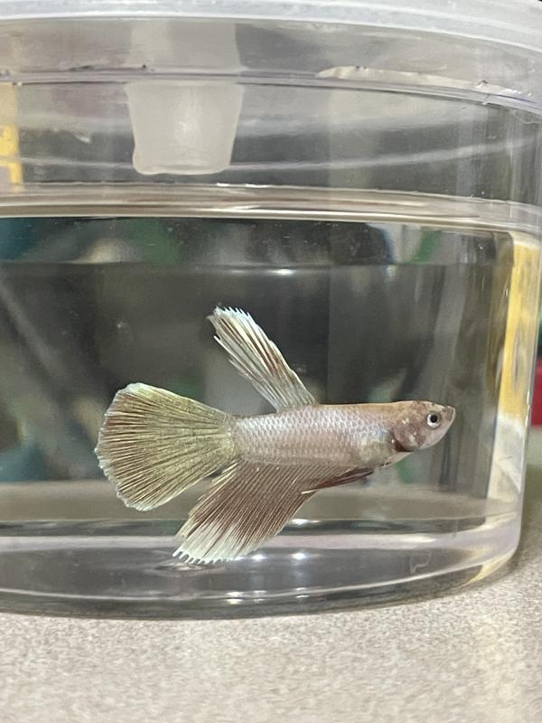 Pink Orchid Betta For Sale - Male | Petco
