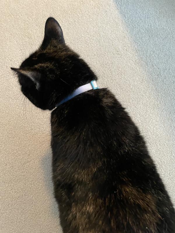 YOULY Orange Ombre Cat Collar, Small/Medium | Petco