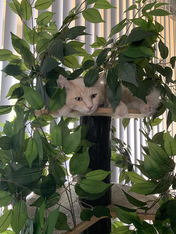 On2Pets Seasons Square Cat Tree, Plum, 60" H | Petco