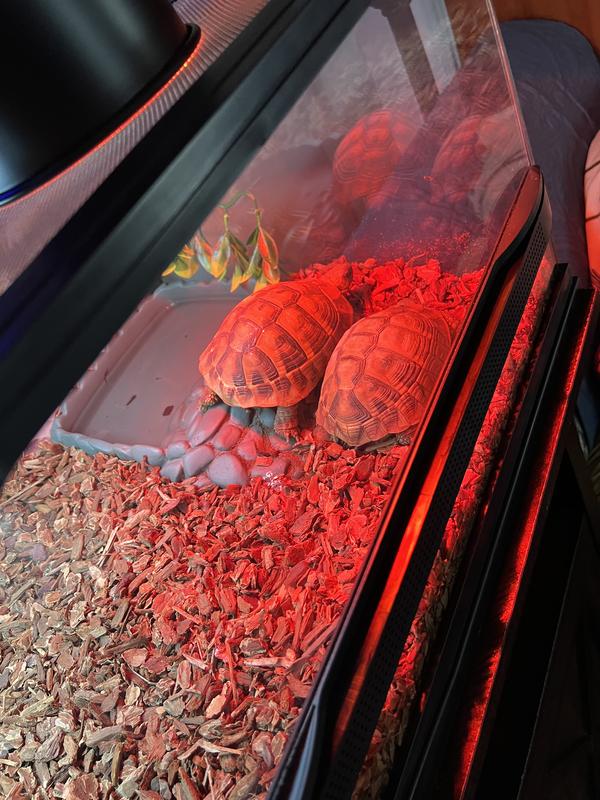 Hermann's Tortoise For Sale | Petco